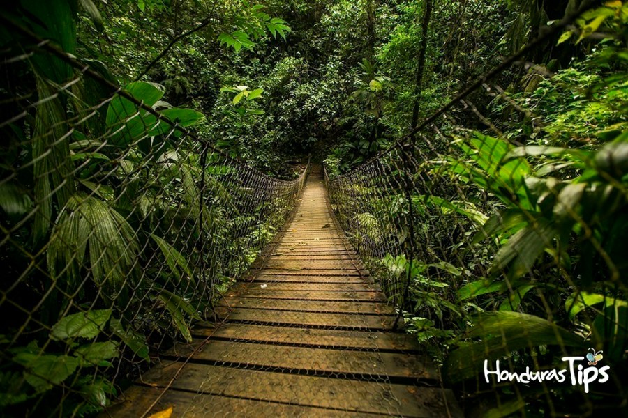 El Parque Nacional Cerro Azul Meámbar (Panacam)