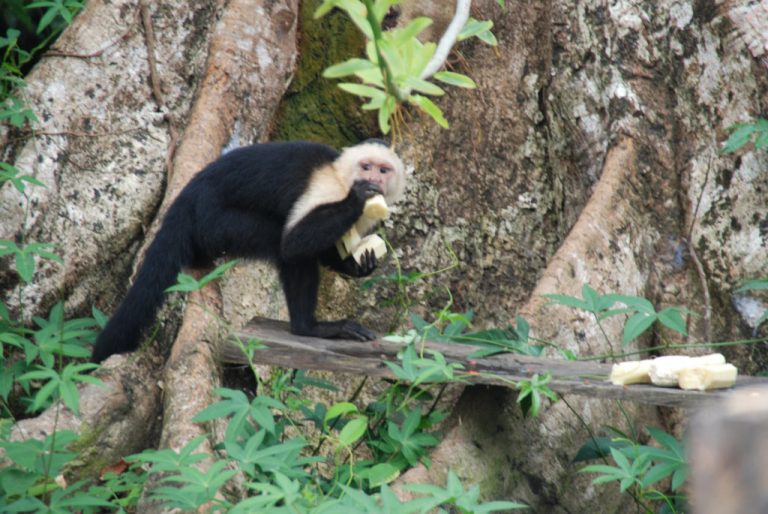 10 especies más sobresalientes de la fauna que posee Honduras
