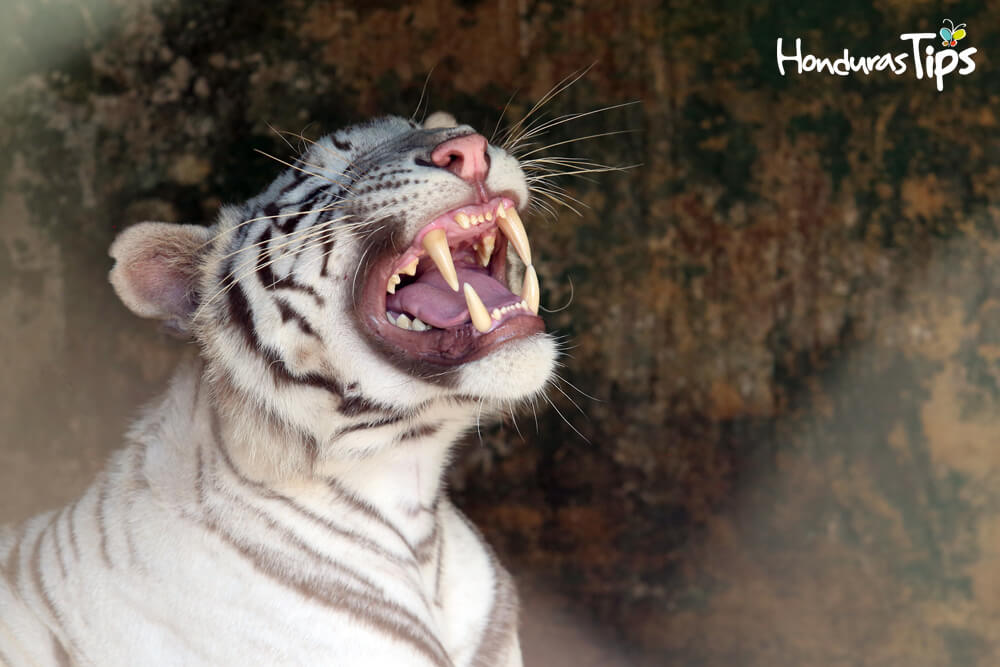 Joya Grande, el zoológico de Yojoa