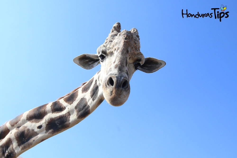 Zoológico y Ecoparque Joya Grande