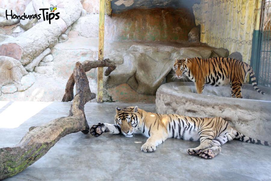 Zoológico y Ecoparque Joya Grande