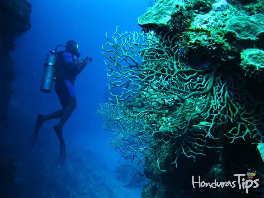 Buceo en la isla de Roatán - Honduras Tips