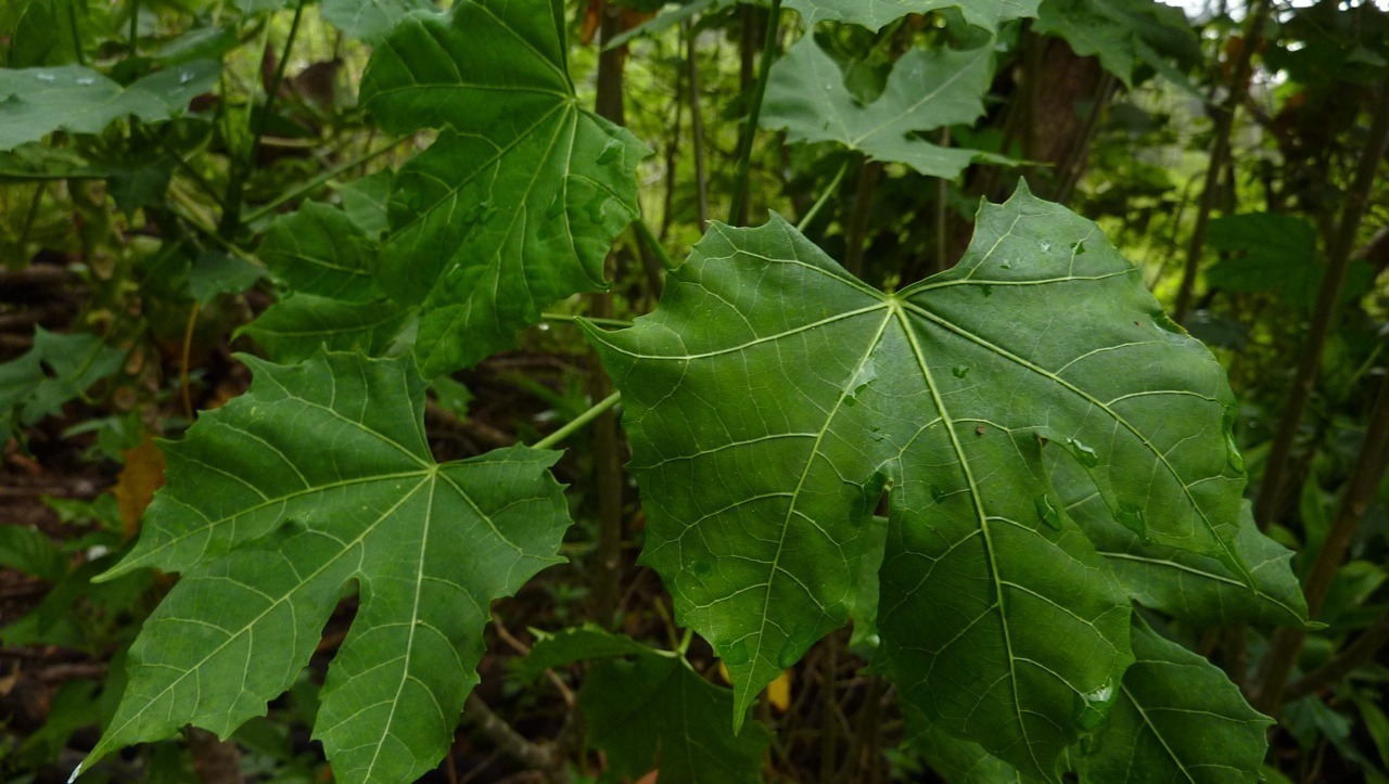 Chaya: la "espinaca maya"
