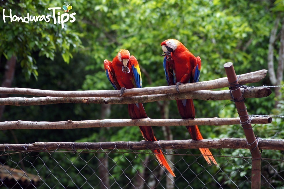 Revista Smithsonian resalta a Macaw Mountain por proteger a la guara roja