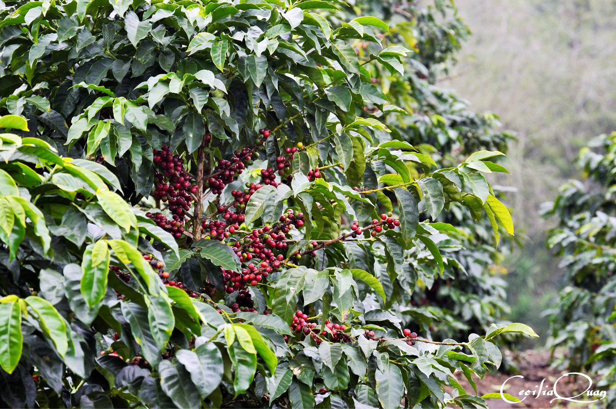 Aroma y tradición en Festival Café Cultura Marcala 2015 - Honduras Tips