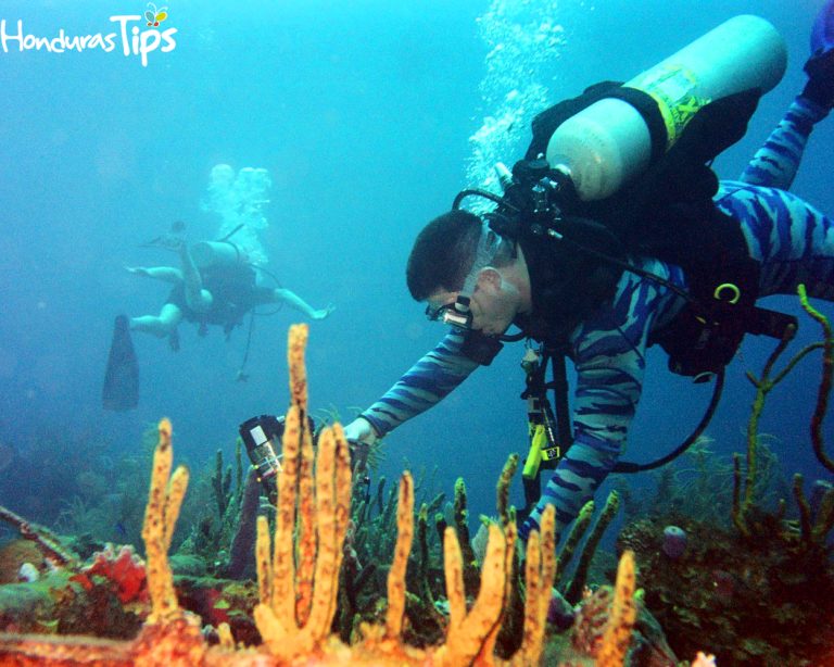Scuba Diving elige a Roatán como un destino ideal para el buceo