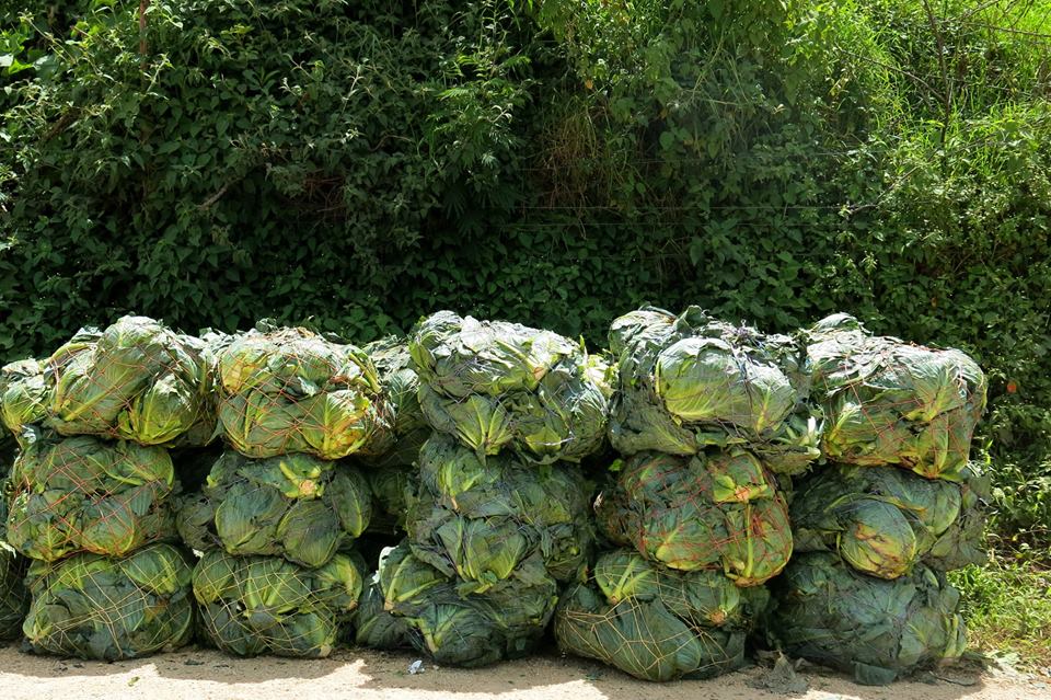 Los mejores secretos del Parque Nacional La Tigra