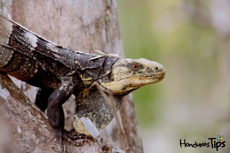 Olanchito: civismo, aventura y misterio