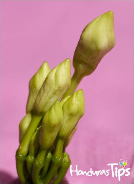 Las 6 flores comestibles de Honduras que quizás no conocía