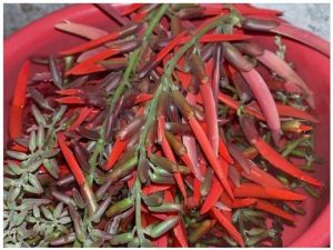 Las 6 flores comestibles de Honduras que quizás no conocía