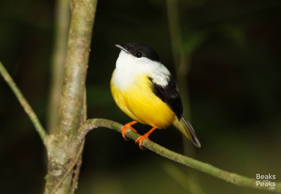 50 impresionantes aves que puede encontrar en Honduras (Fotos)