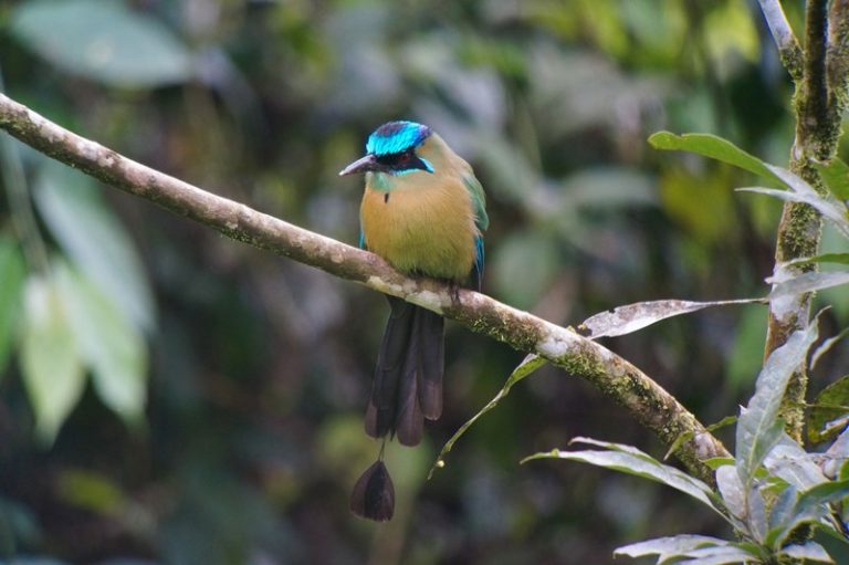50 impresionantes aves que puede encontrar en Honduras (Fotos)