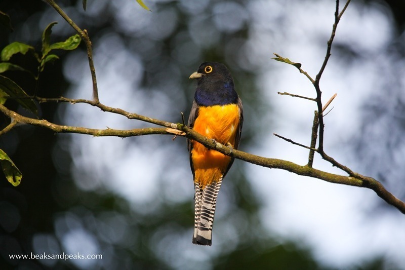 50 impresionantes aves que puede encontrar en Honduras (Fotos)