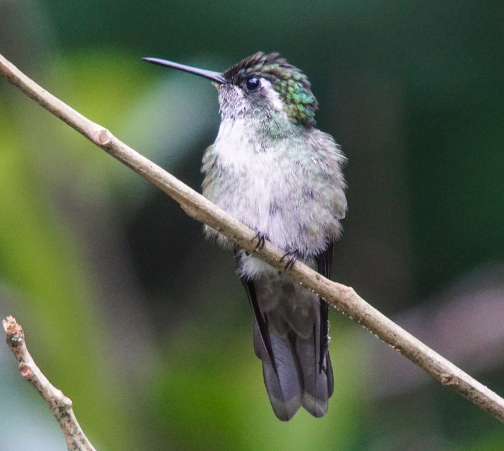 50 impresionantes aves que puede encontrar en Honduras (Fotos)