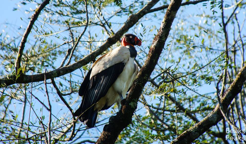 50 impresionantes aves que puede encontrar en Honduras (Fotos)