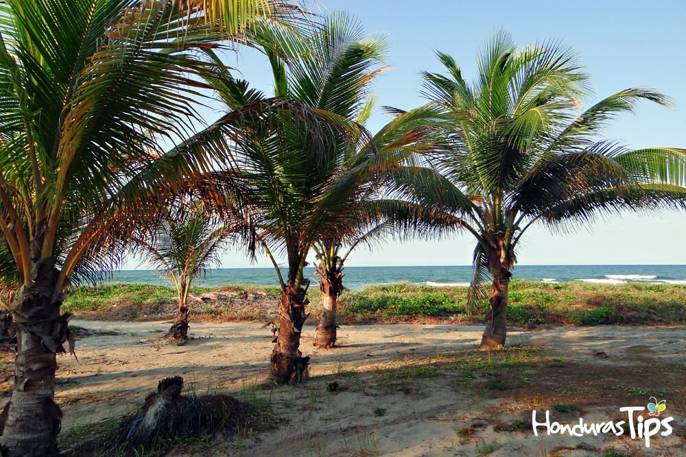 19 fotografías para amar la villa garífuna de Miami