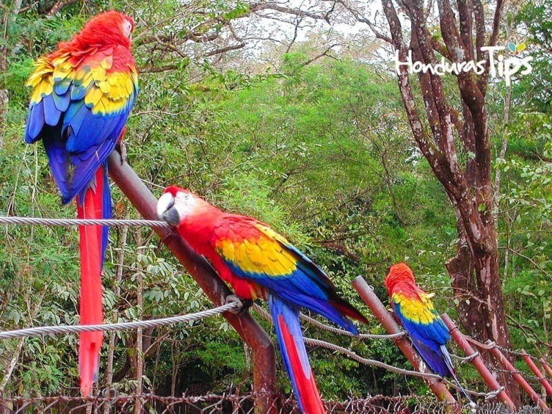 Cinco mundos por descubrir en Copán Ruinas
