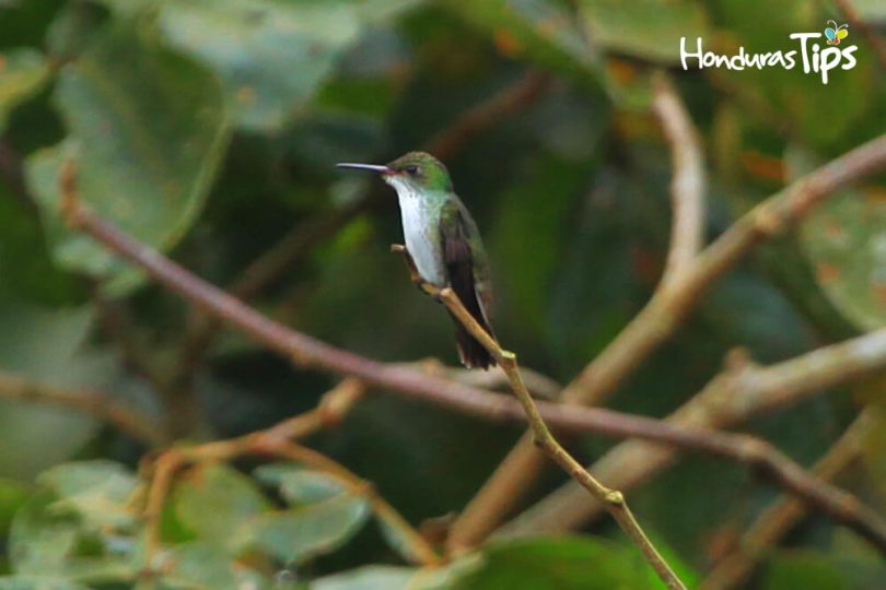 Panacam: el refugio de aves más grande de Honduras