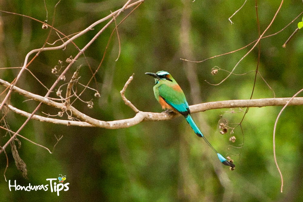 Las aves más hermosas de Honduras se encuentran en Zamorano Eco-Sendero