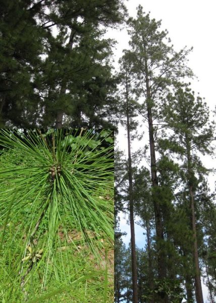 Las 7 especies de pino que gobiernan en Honduras