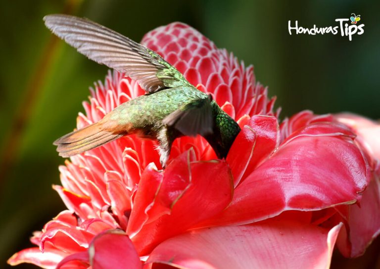 7 razones para amar el colibrí esmeralda
