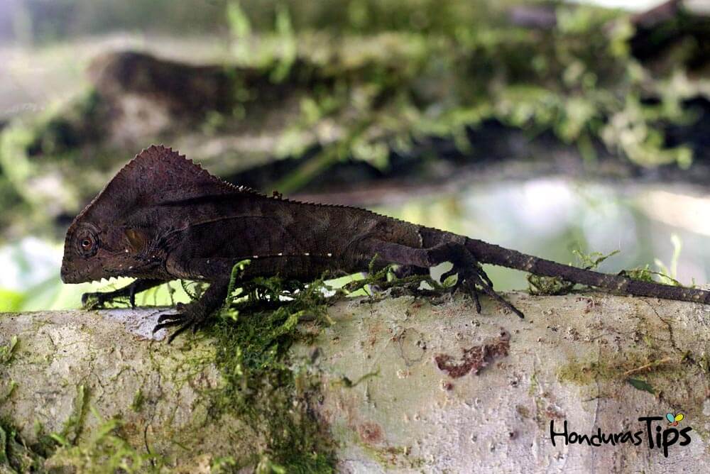 La Mosquitia, una selva virgen para la exploración y aventura