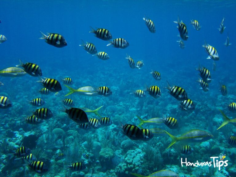Scuba Diving elige a Roatán como un destino ideal para el buceo