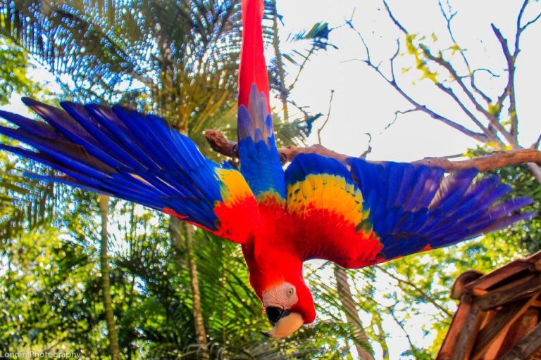 Revista Smithsonian resalta a Macaw Mountain por proteger a la guara roja