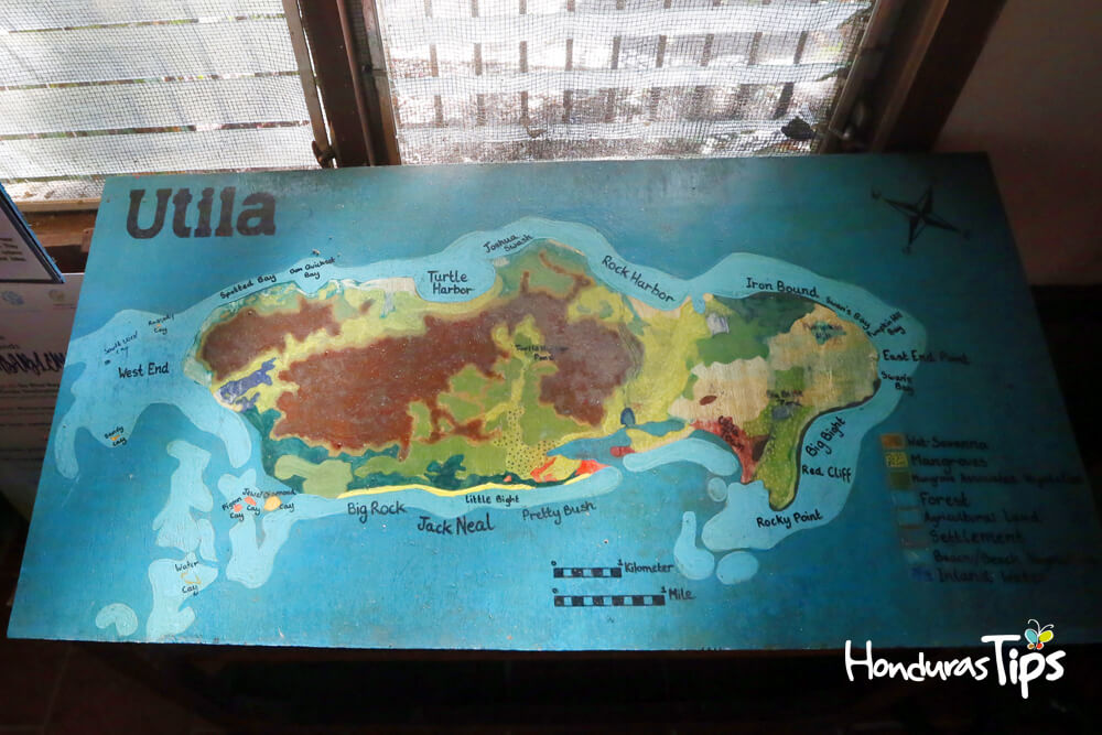 Iguana Station, lugar que protege a la iguana negra de Utila