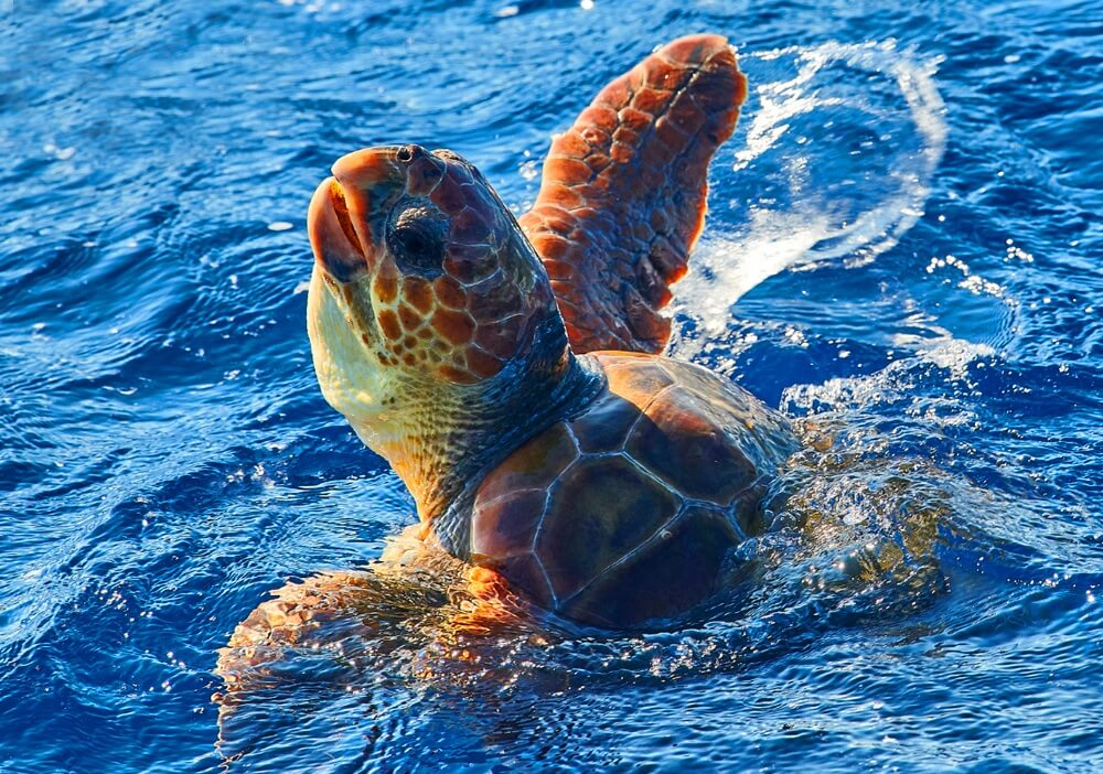 Tortuga verde y tortuga boba: las dos especies que amamos ver en las ...