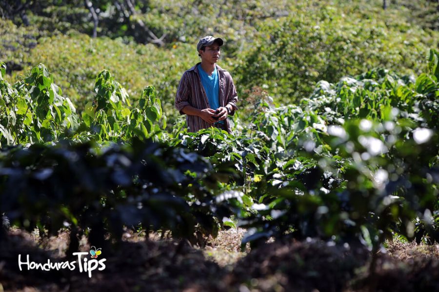 Ruta Lenca: un recorrido por los municipios que preservan sus ...