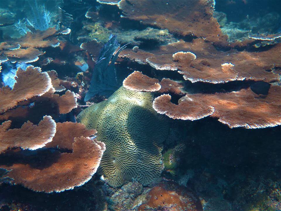 10 cosas que no sabía del arrecife de coral que tiene Punta Sal, Tela