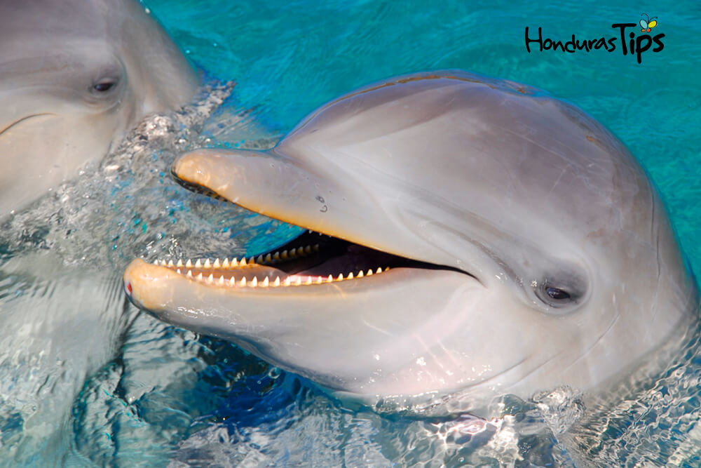 Ruta del Delfín: los destinos para entrar en contacto con los ...