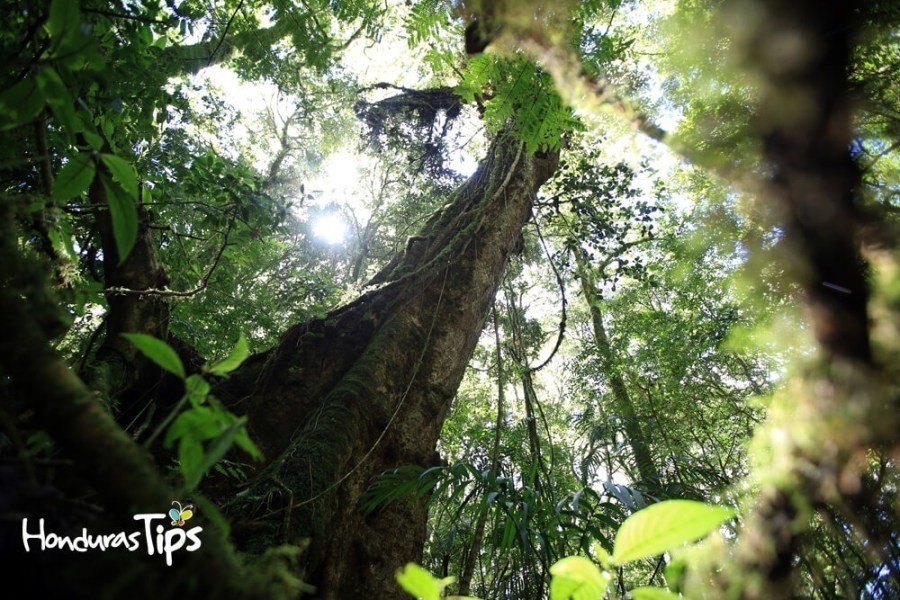 5 Parques Nacionales de Honduras ideales para practicar turismo ecológico