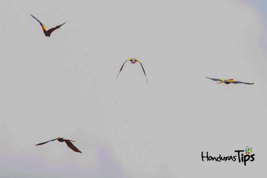 7 datos importantes que todo hondureño debe saber de la guacamaya roja