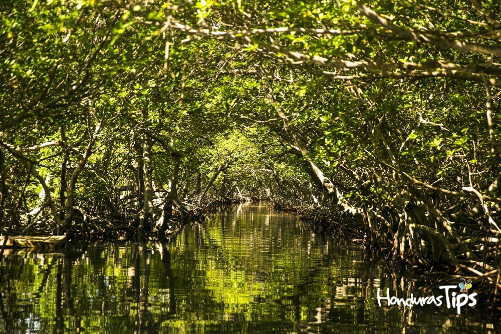 Manglares de Roatán, una belleza natural digna de Honduras