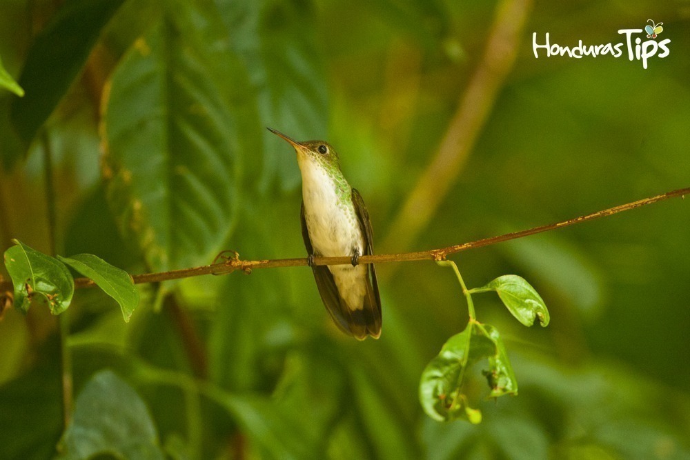 El mayor recinto de colibríes en Honduras está en Panacam