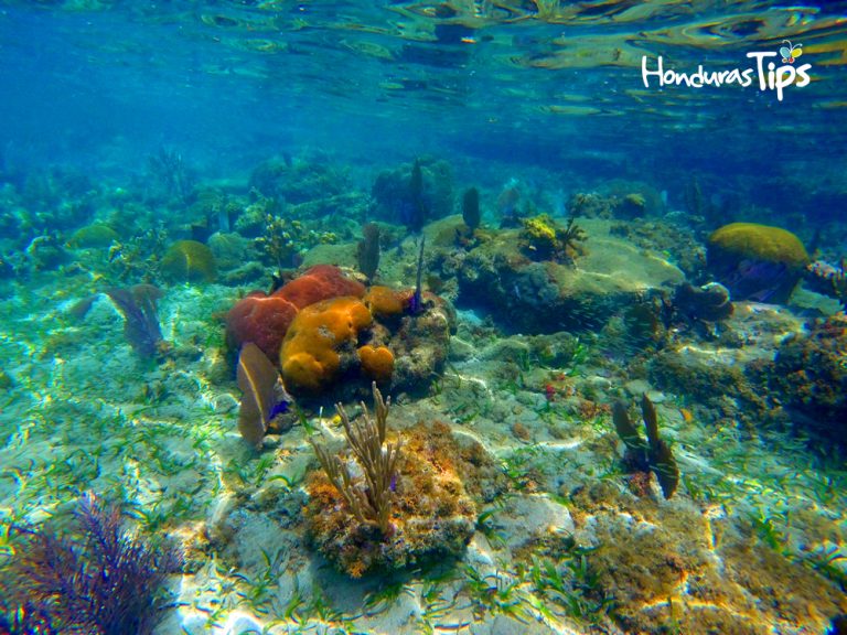 ¿Por qué Cayos Cochinos se llama así y de dónde viene ese nombre?