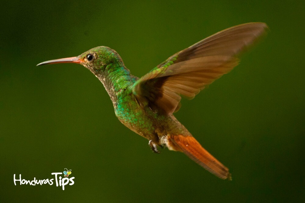 Panacam: el tesoro natural más esplendido de Honduras