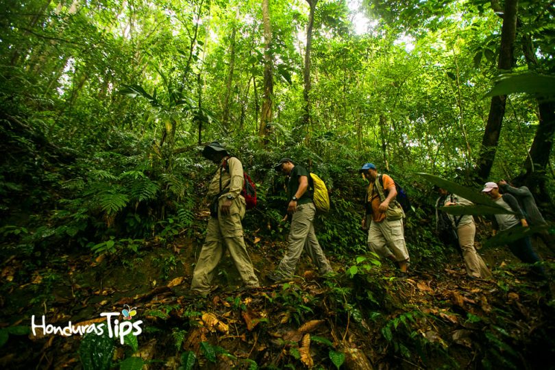 Pico Bonito, la exuberante reserva natural de Honduras - Honduras Tips