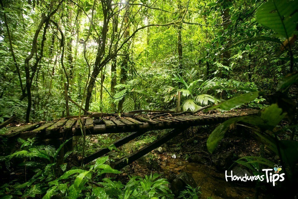 Pico Bonito, la exuberante reserva natural de Honduras - Honduras Tips