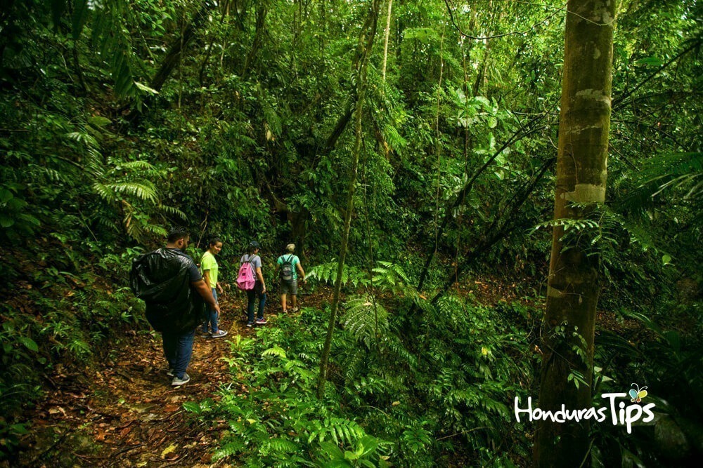 Pico Bonito, la exuberante reserva natural de Honduras - Honduras Tips