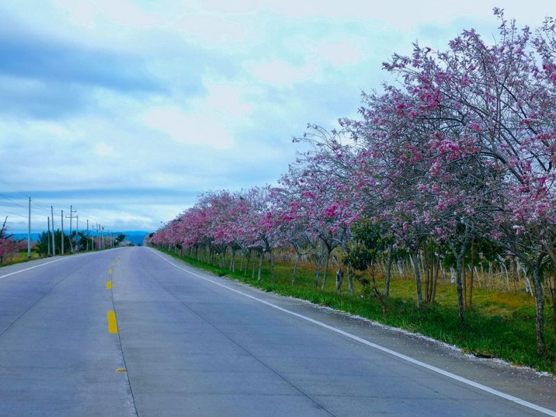 Macuelizo, un árbol que embellece Honduras en verano