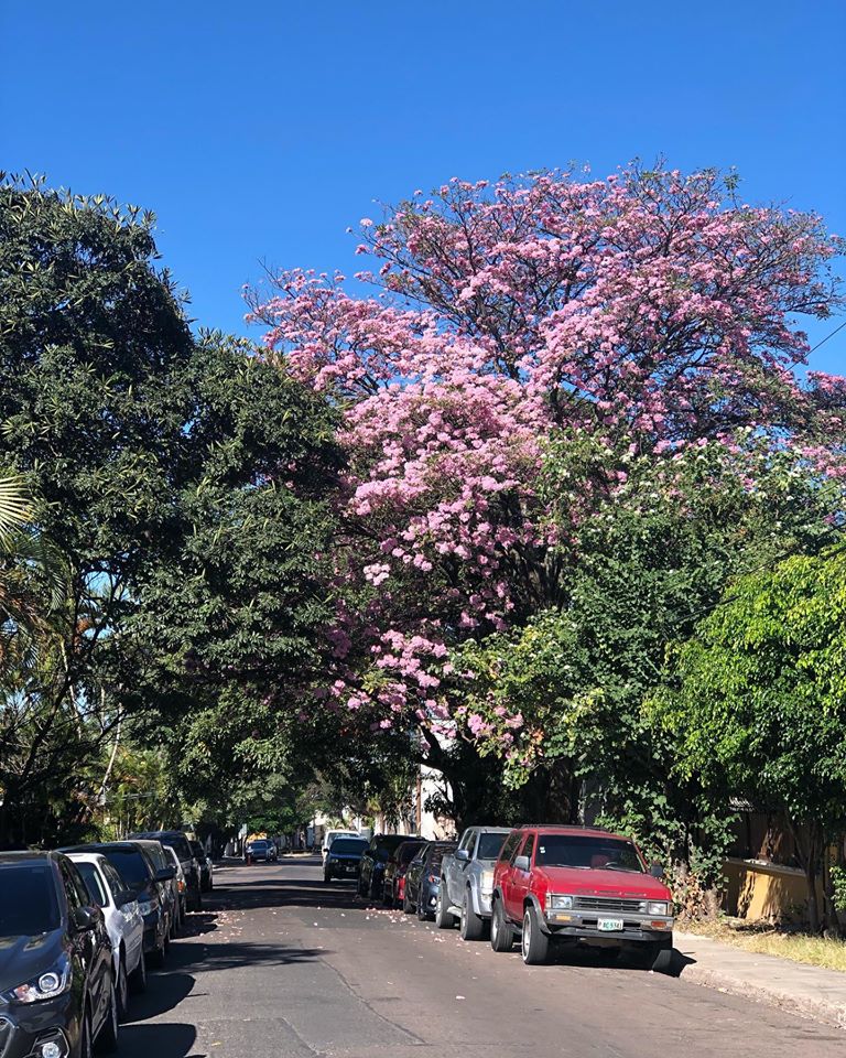 Macuelizo, un árbol que embellece Honduras en verano