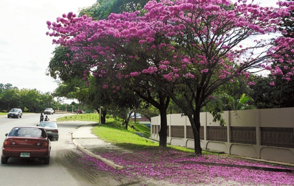 Macuelizo, un árbol que embellece Honduras en verano