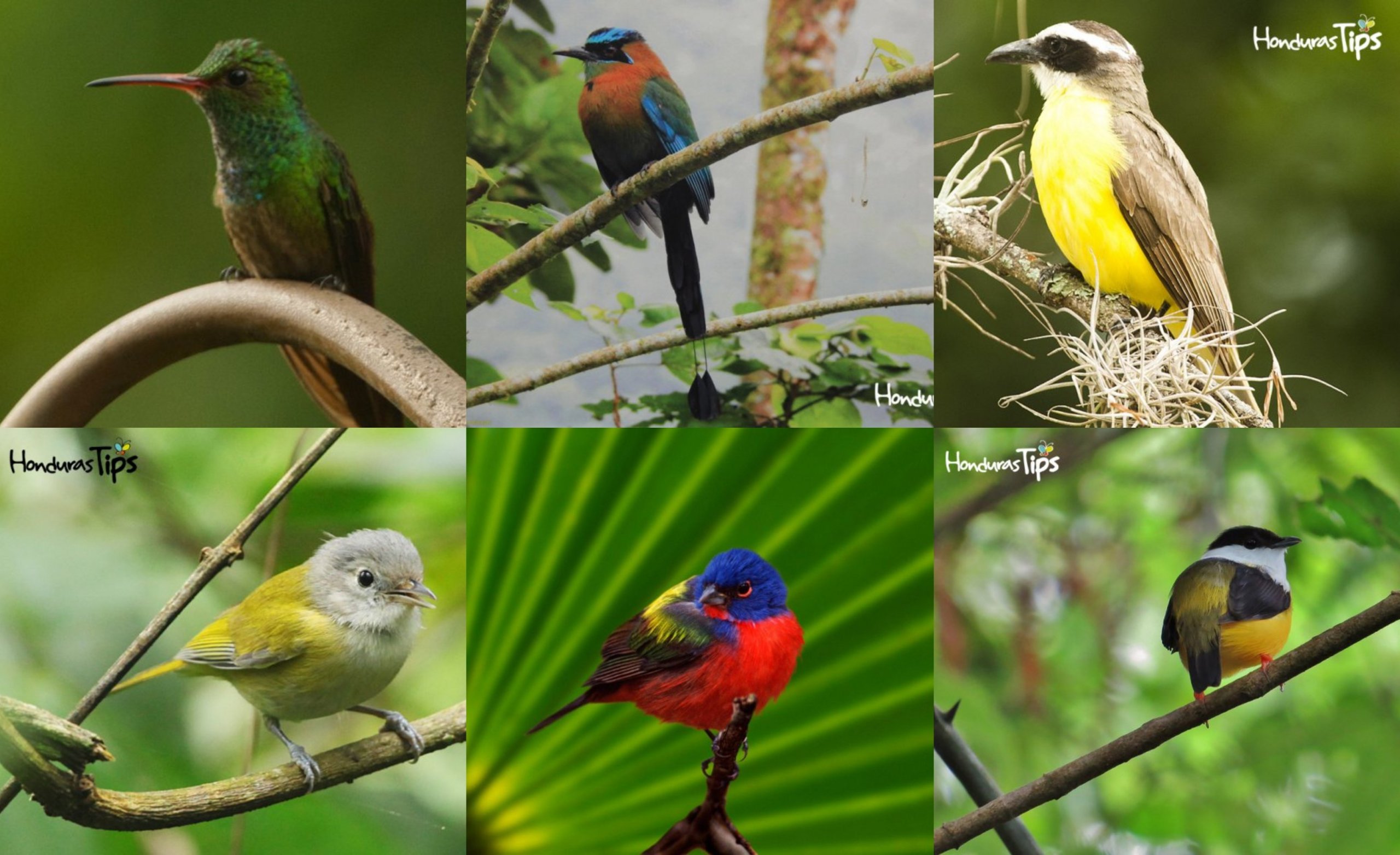 Estas son las aves más lindas que embellecen los bosques de Honduras