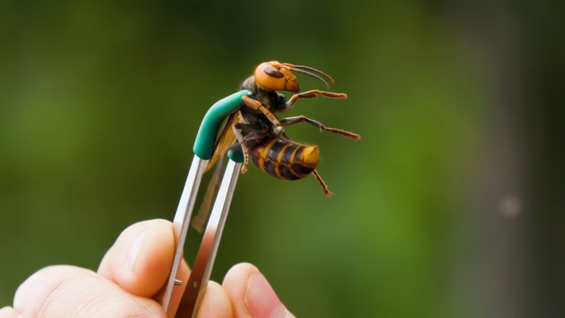 ¿Avispa asesina? Los mitos y verdades de este insecto que debe conocer