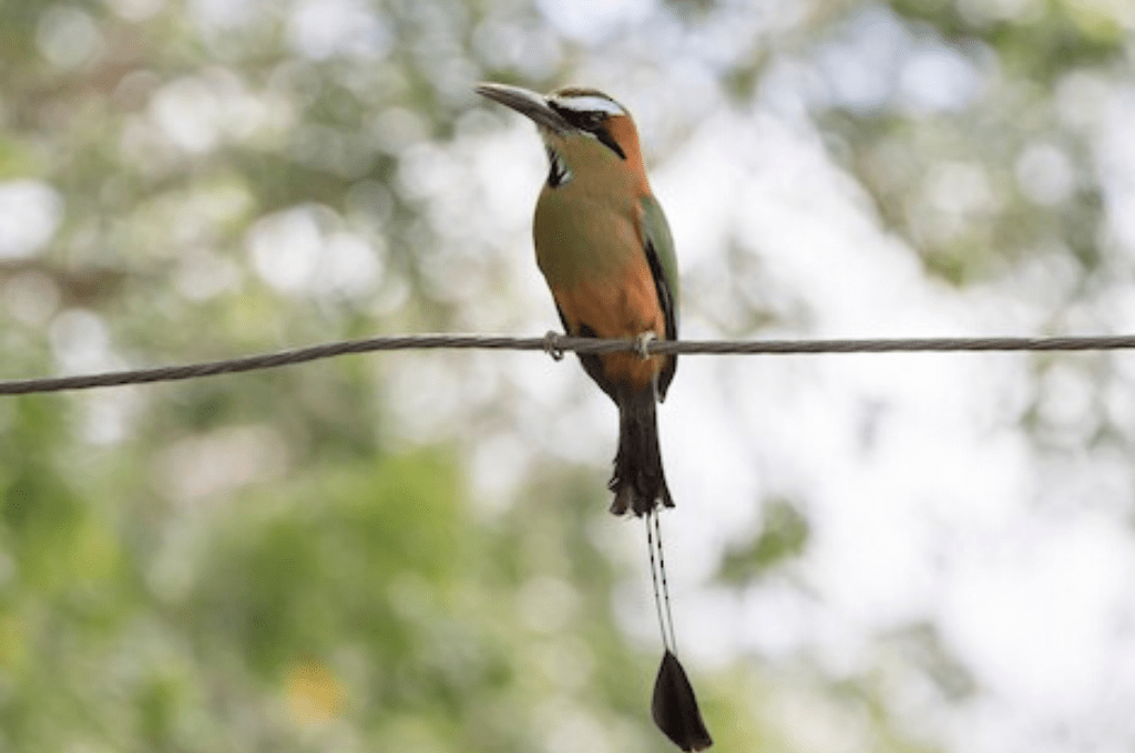Momoto Cejiazul: Ave Nacional de El Salvador y Nicaragua que recorre ...