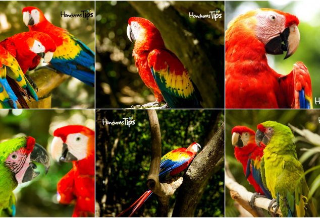 guacamaya roja archivos - Honduras Tips