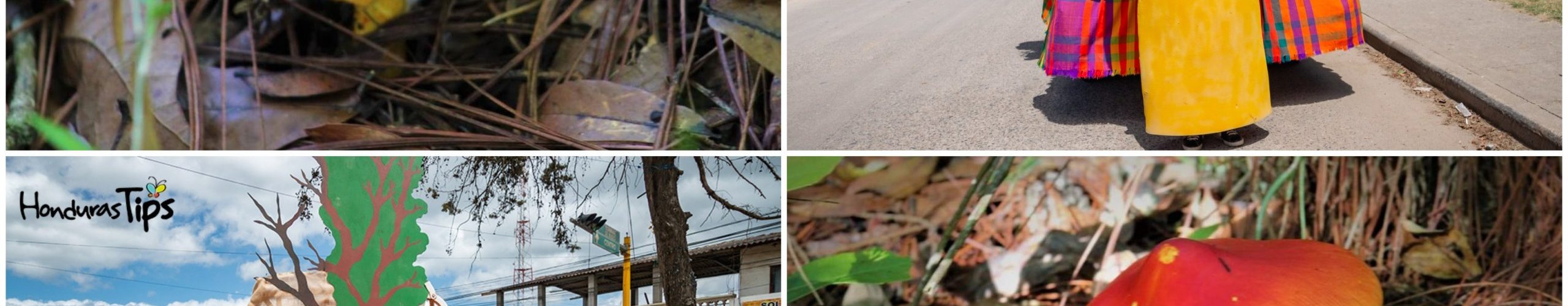 Inicia la temporada del choro: el hongo más famoso de Intibucá